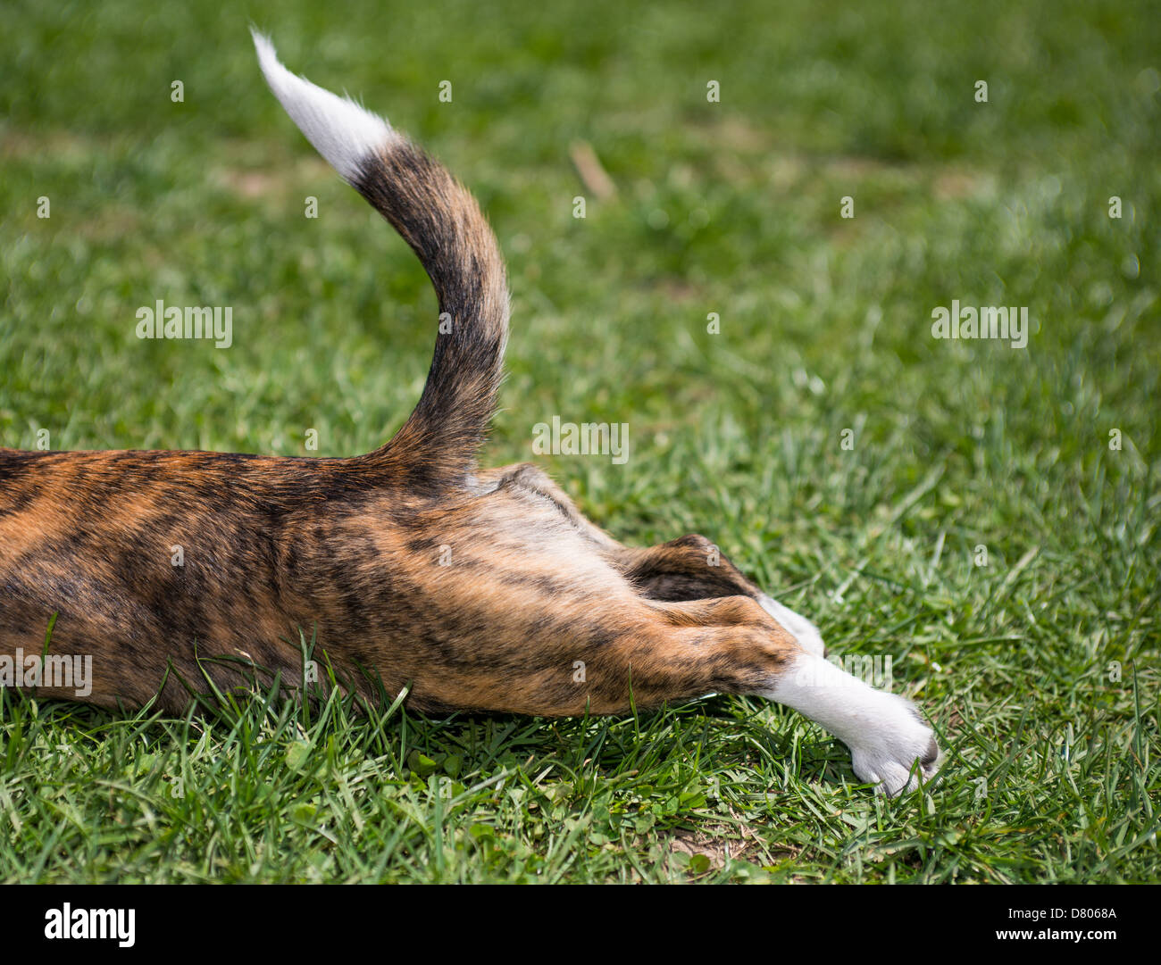A puppy's hind quarters with Brindle patterning, seen in a park Stock ...