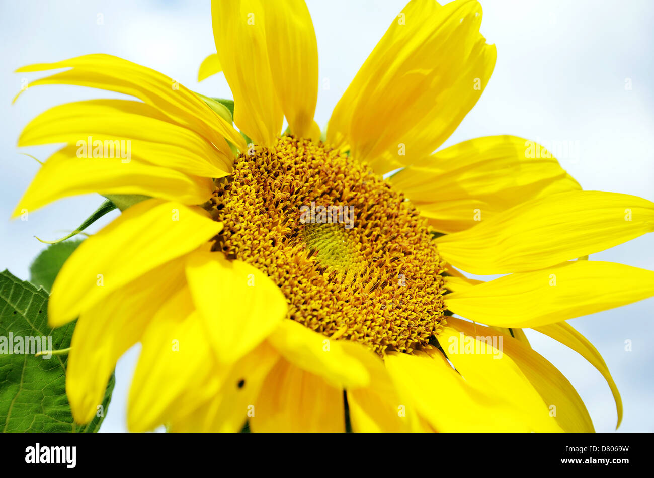Multi head sunflower hi-res stock photography and images - Alamy