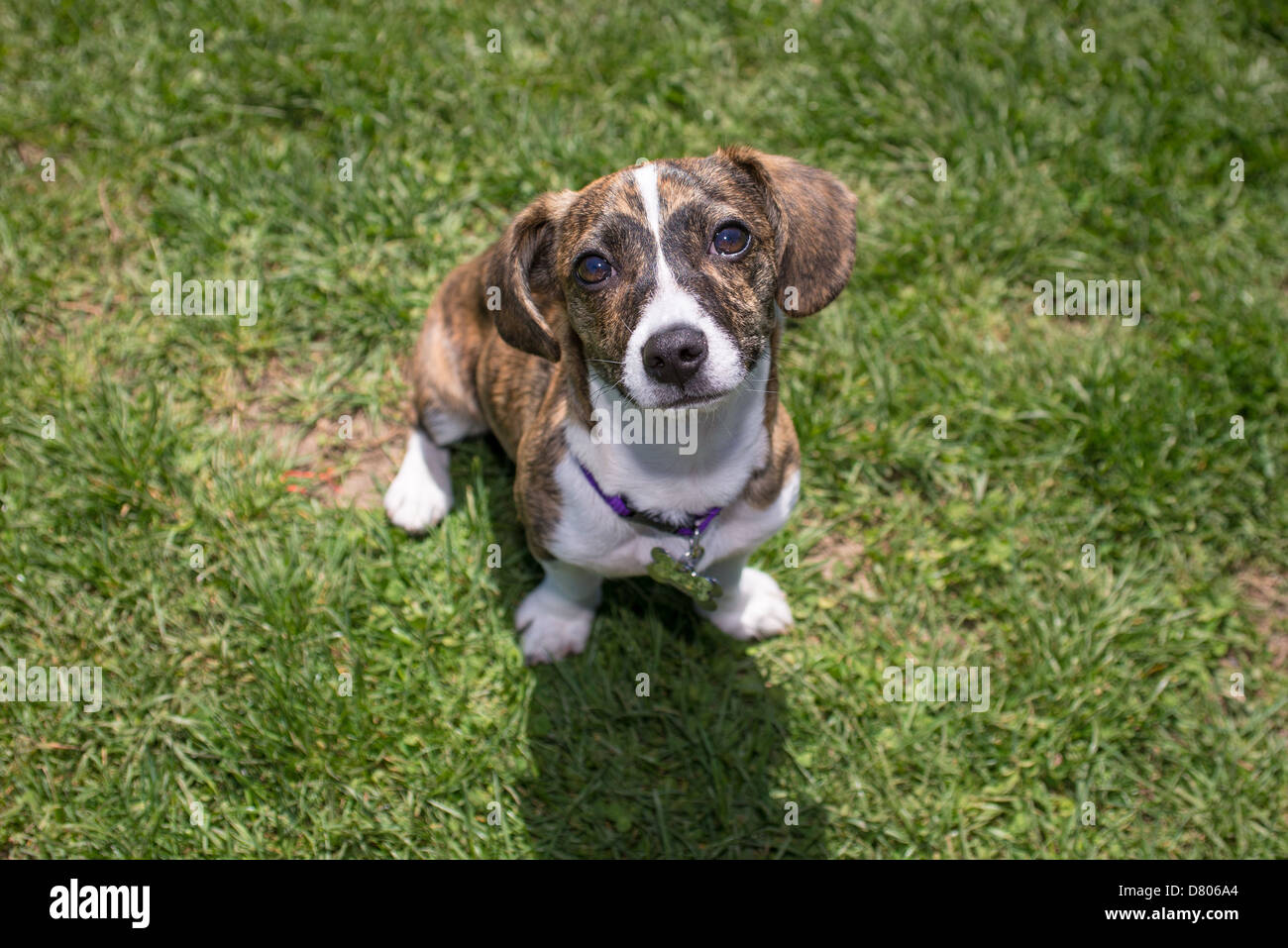 A puppy with Brindle patterning in a park Stock Photo - Alamy