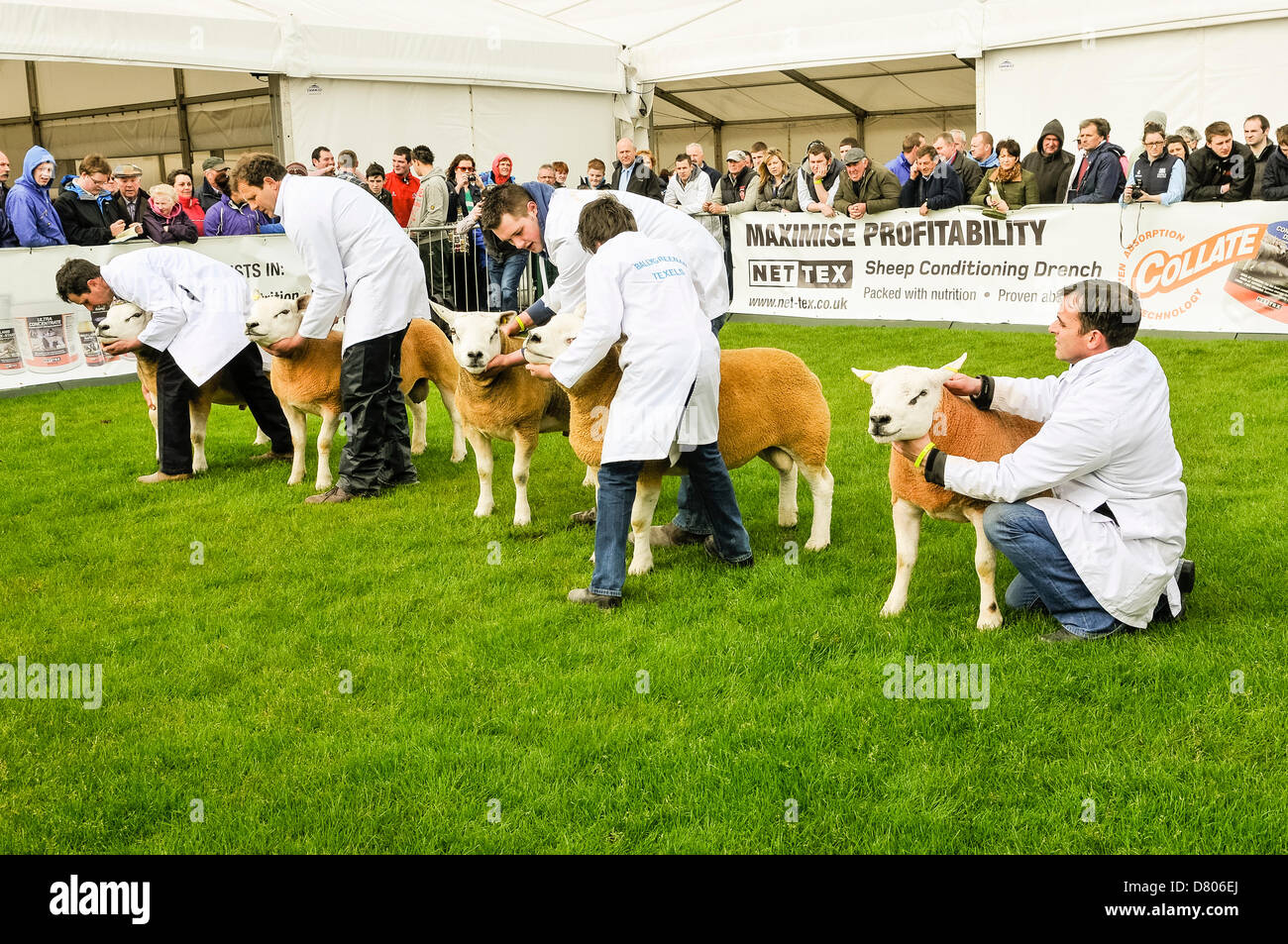Judging farm animals hi-res stock photography and images - Alamy