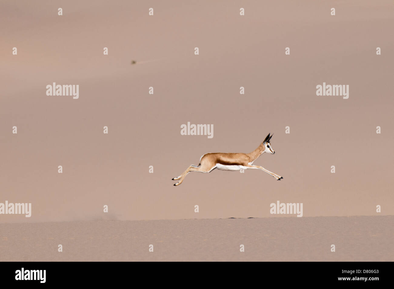 Springbok (Antidorcas marsupialis) running on sand dune, Skeleton Coast ...