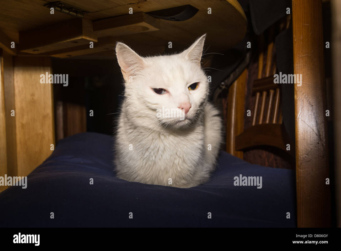 Cat under the table hi-res stock photography and images - Alamy