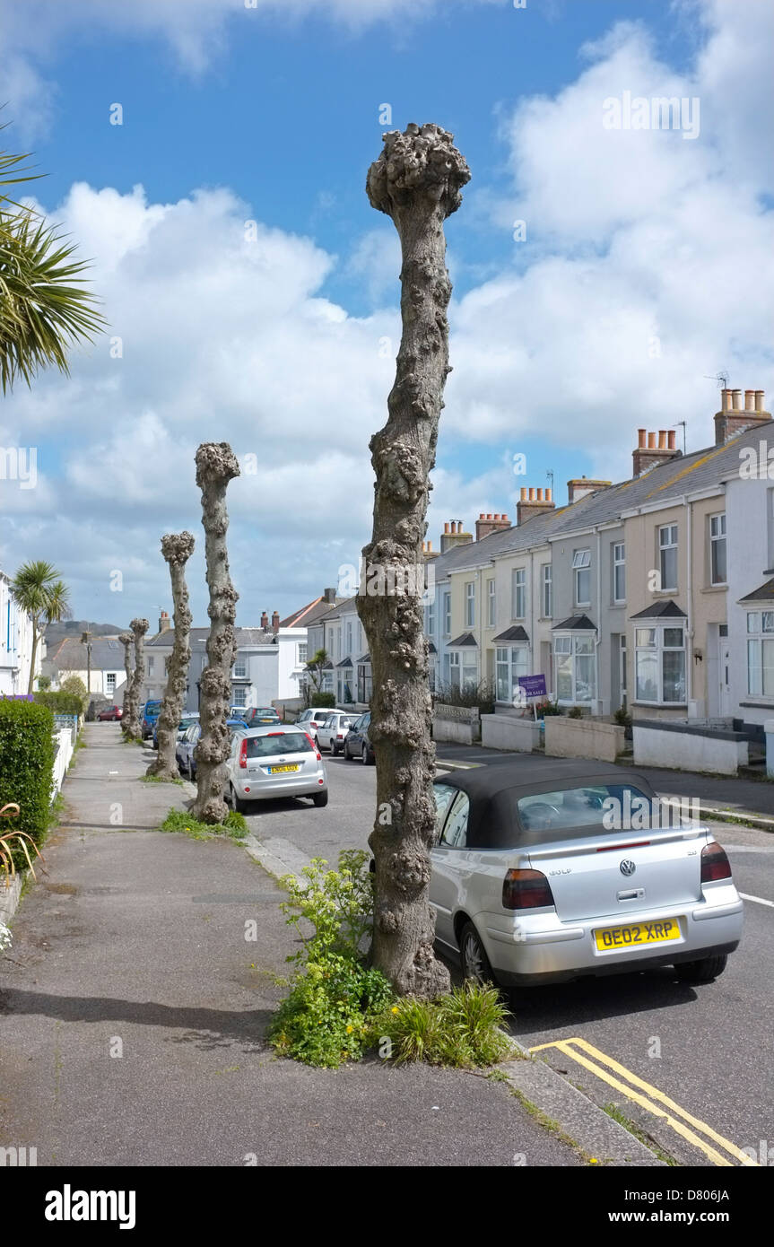 Pollarded trees in Falmouth, Cornwall Stock Photo - Alamy