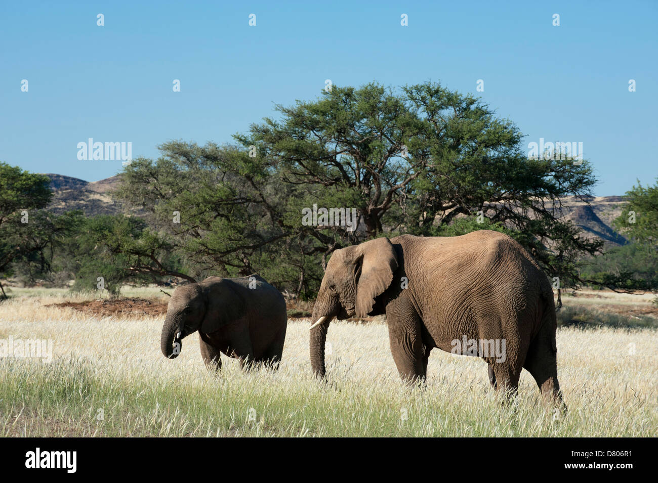 Desert elephants (Loxodonta africana), Huab River Valley, Torra ...