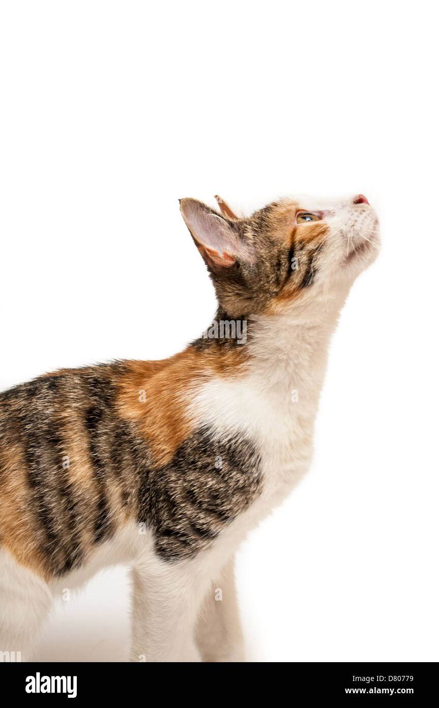 A cat in a studio setting looking up Stock Photo - Alamy