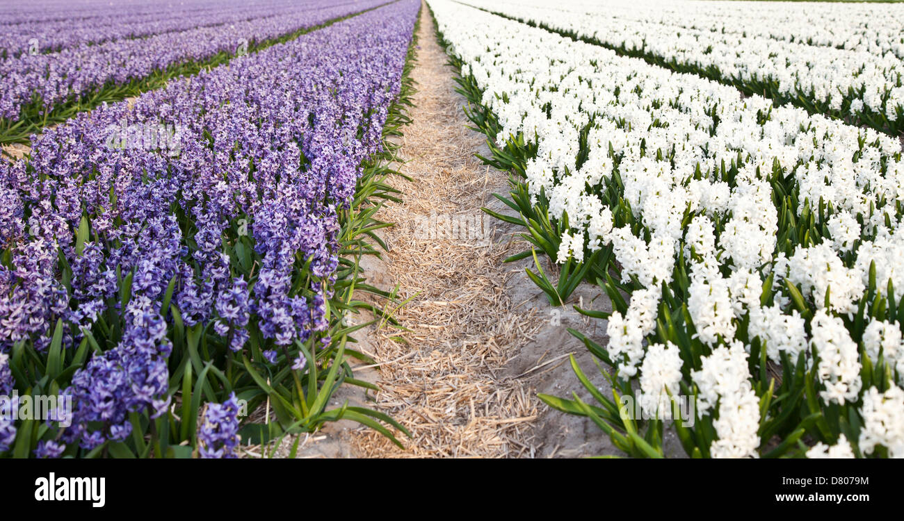 Field of beautiful purple and white Dutch hyacinths Stock Photo - Alamy