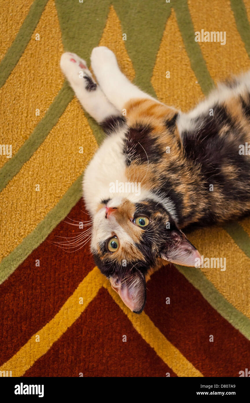 A cat on a rug Stock Photo - Alamy