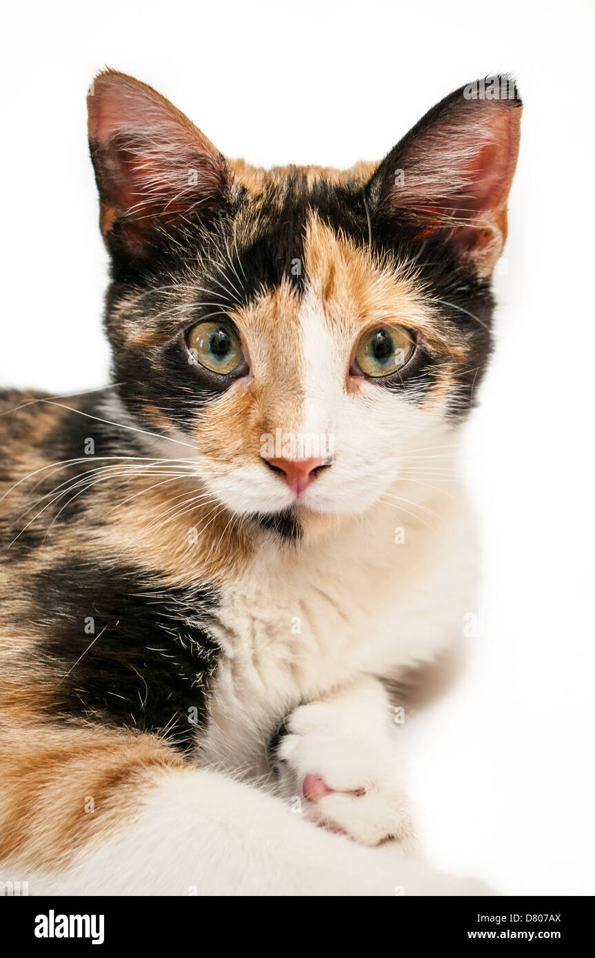 Calico cat hi-res stock photography and images - Alamy