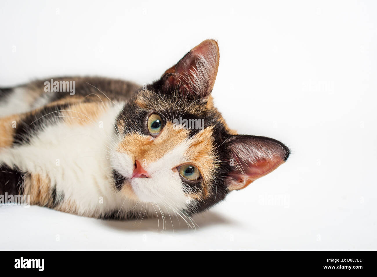 A cat in a studio setting Stock Photo - Alamy