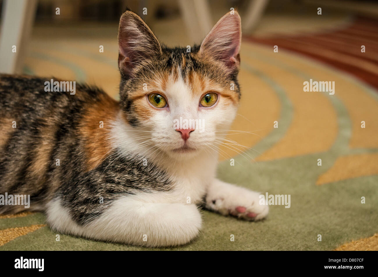 A cat on a rug Stock Photo - Alamy