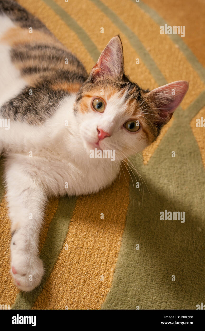 A cat on a rug Stock Photo - Alamy