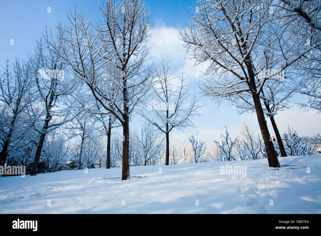 Snow covered trees Stock Photo - Alamy