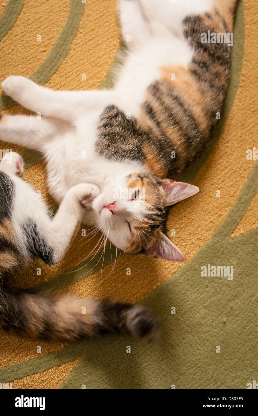 Calico cats hi-res stock photography and images - Alamy