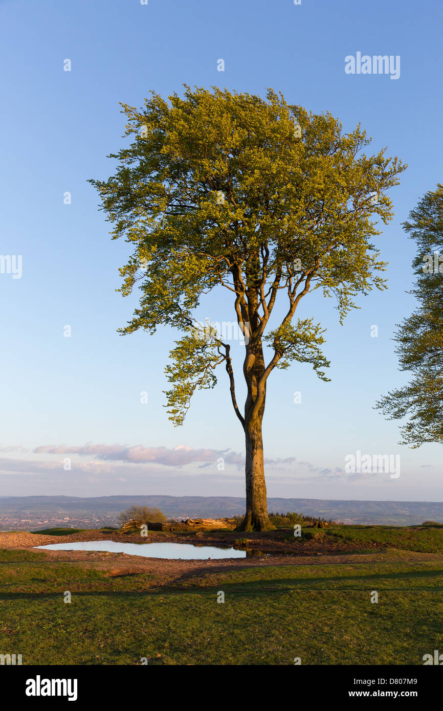 Beech trees and blue sky on spring evening Stock Photo - Alamy