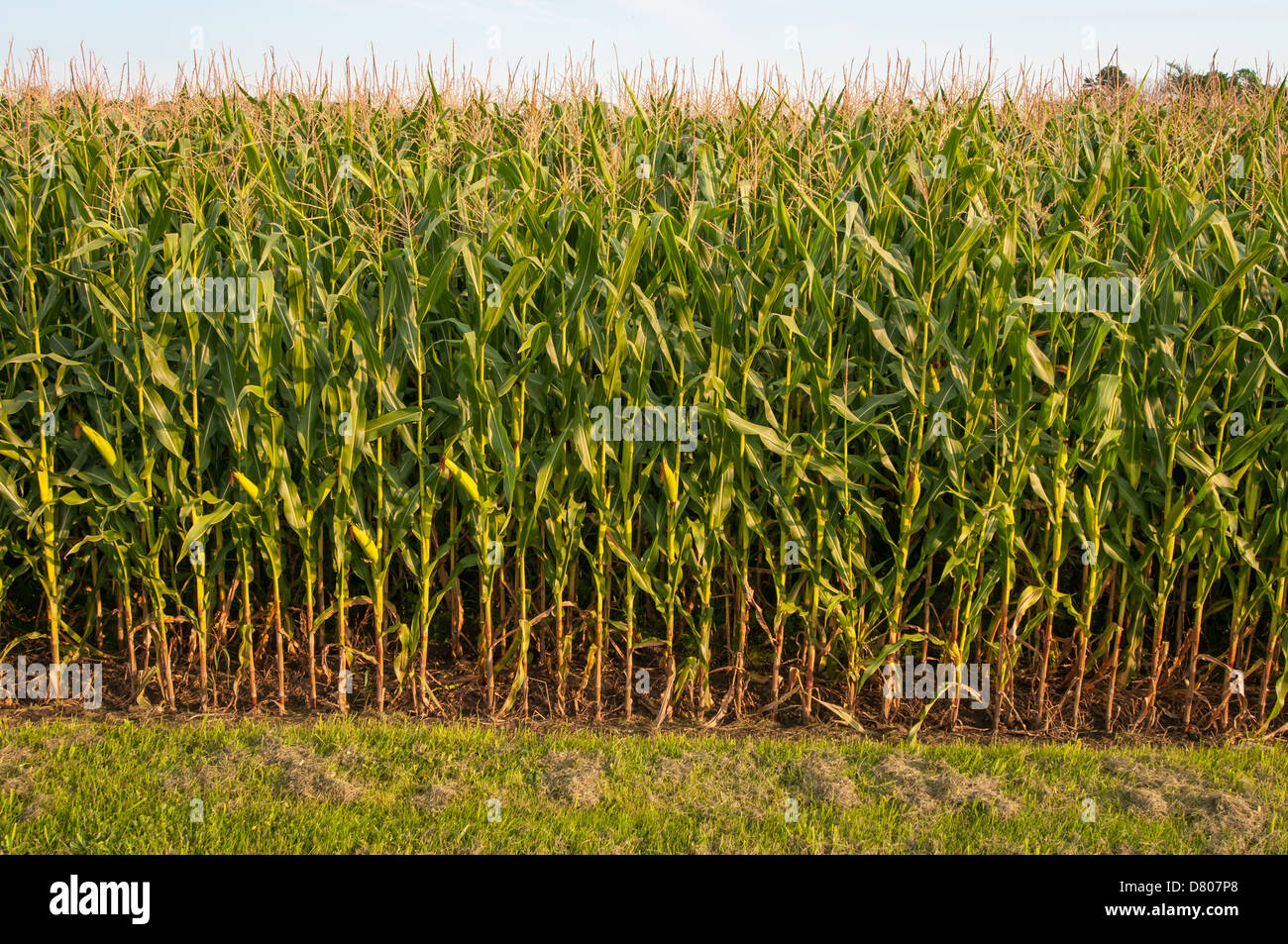 Corn rows hi-res stock photography and images - Alamy