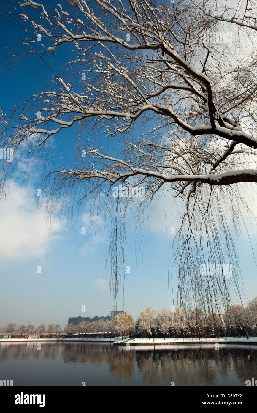 Snow covered willow tree in a park Stock Photo - Alamy