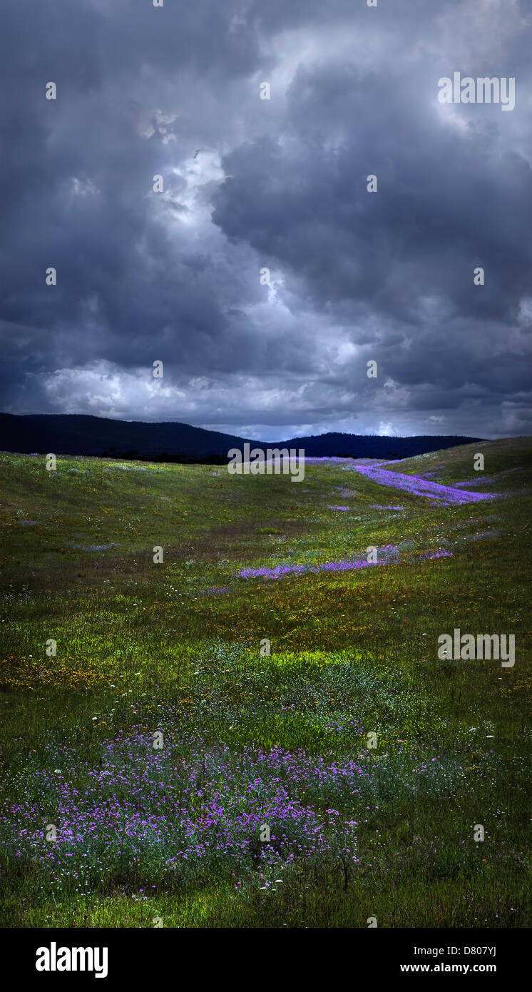 Flowers growing in rural field under storm clouds Stock Photo - Alamy