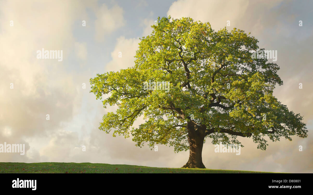 Hillside tree hi-res stock photography and images - Alamy