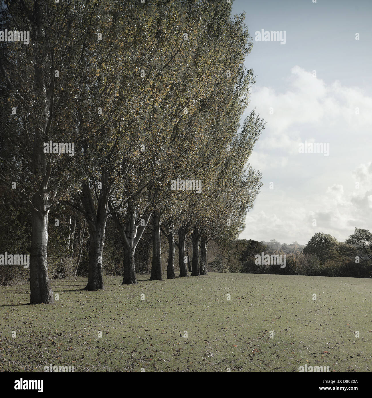 Trees growing in line in rural field Stock Photo - Alamy