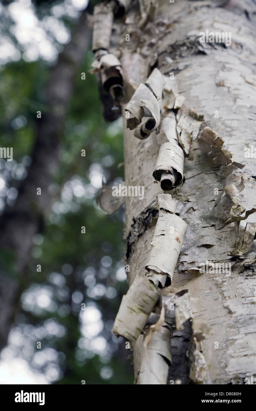 White or Paper Birch bark, Closeup (Betula papyrifera Stock Photo - Alamy