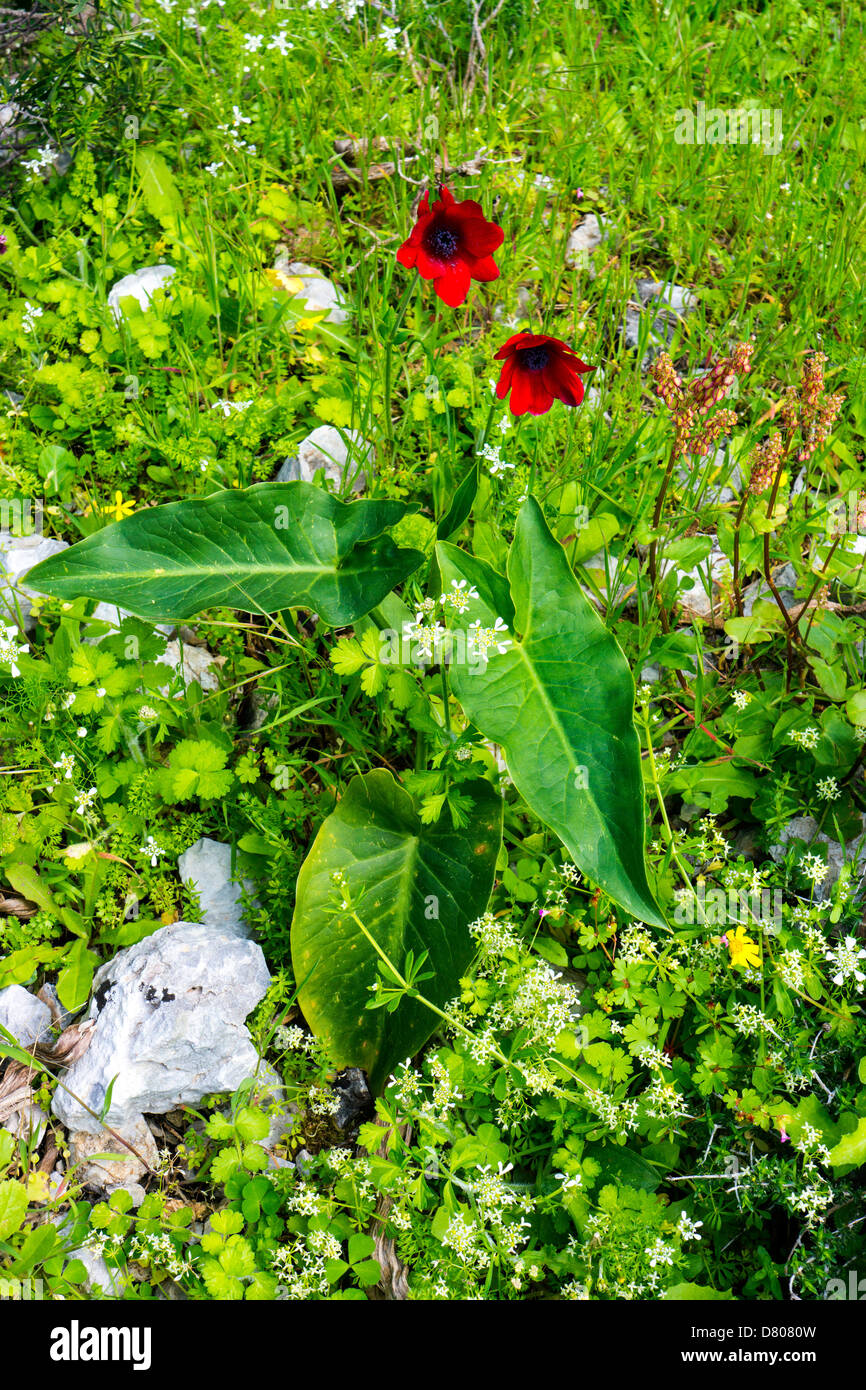 Red wild flowers growing in summer meadow Stock Photo - Alamy