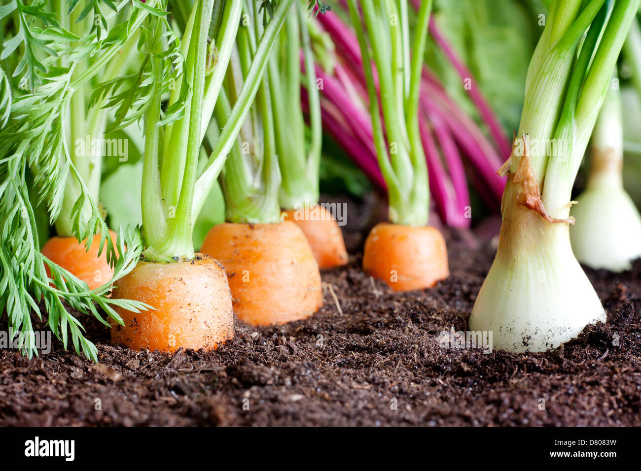 Many fresh organic vegetables growing in the garden closeup Stock Photo ...