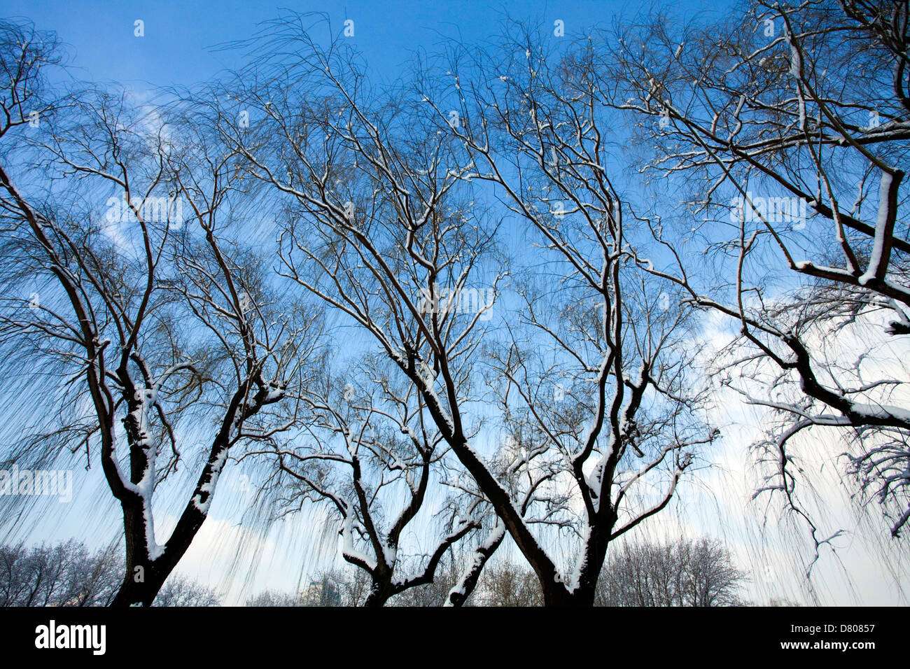 Snow covered willow trees Stock Photo - Alamy