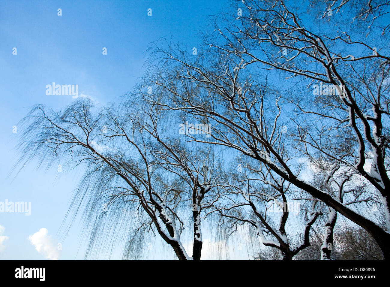 Snow covered willow trees Stock Photo - Alamy