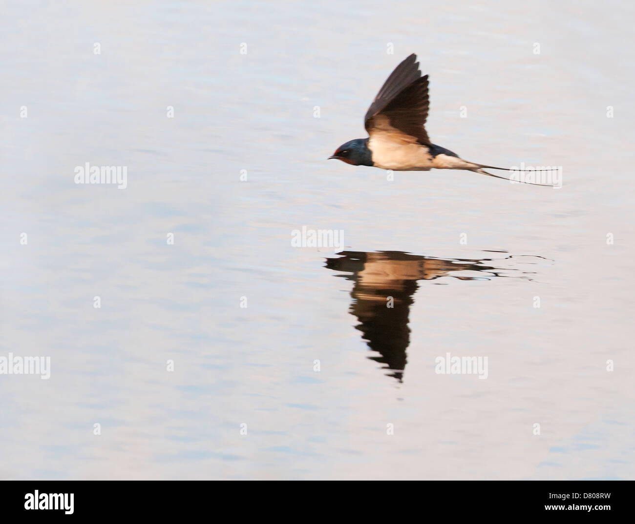 Swallow (Hirundo rustica) in flight low over water hunting insects ...