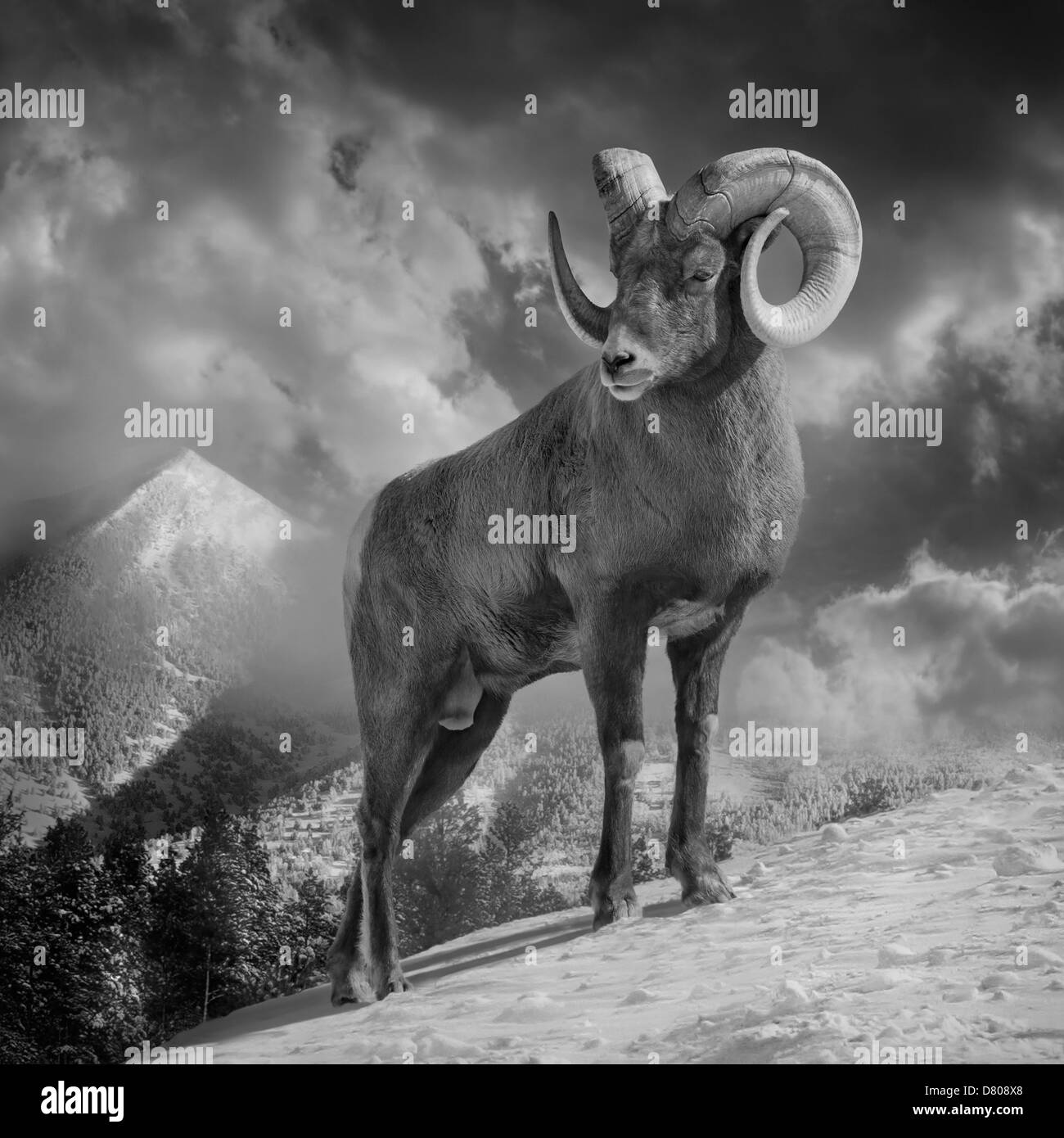 White ram Black and White Stock Photos & Images - Alamy