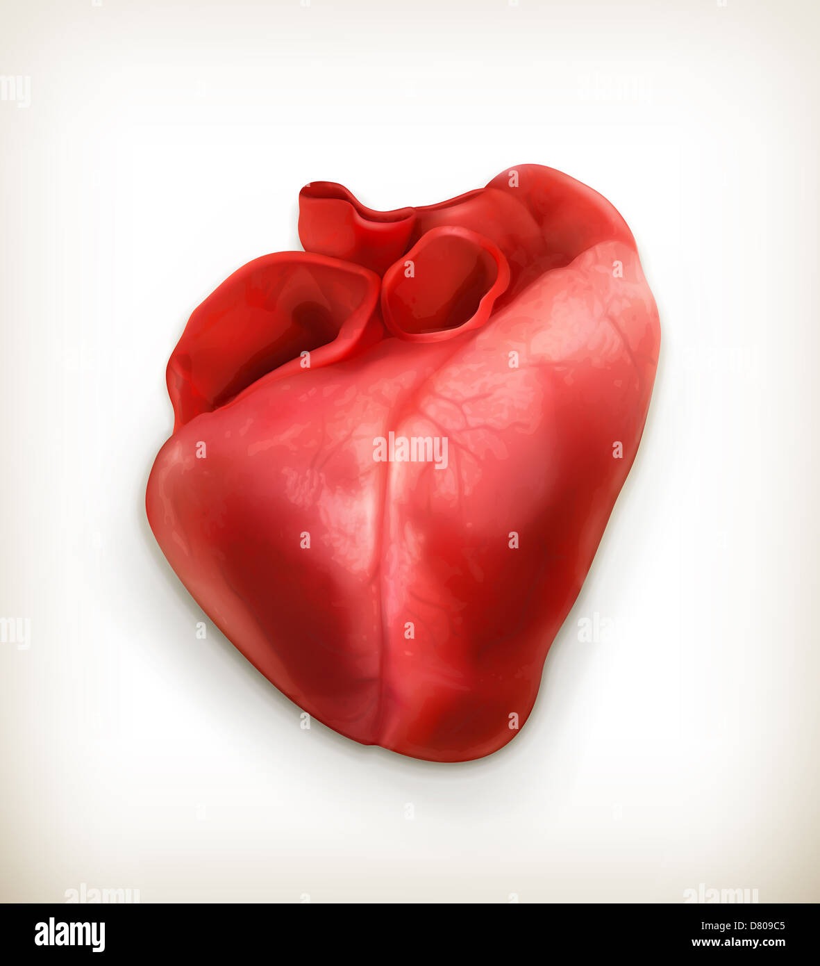 Detailed human heart anatomy hi-res stock photography and images - Alamy