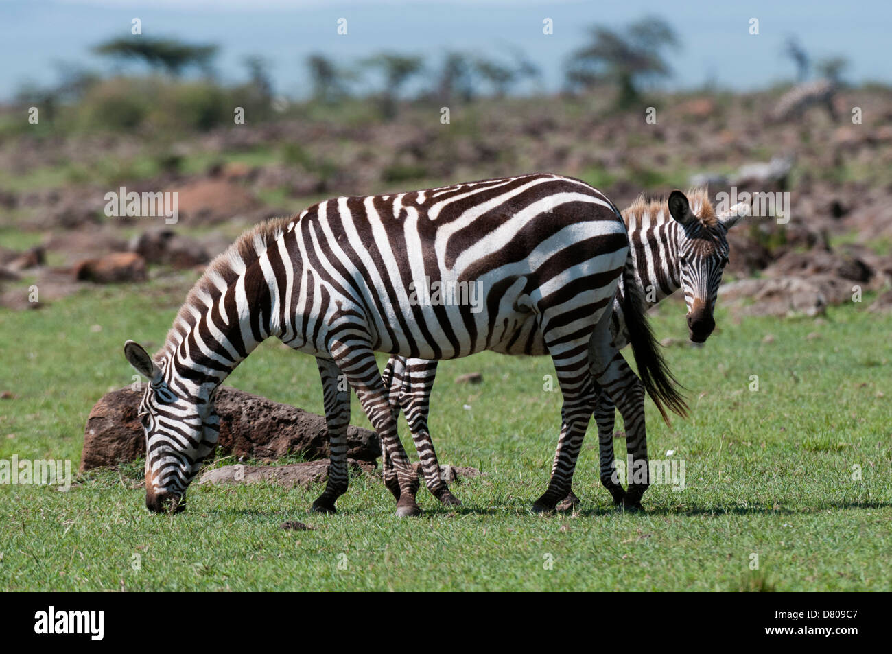 Common Zebra (Equus quagga), Masai Mara, Kenya Stock Photo - Alamy