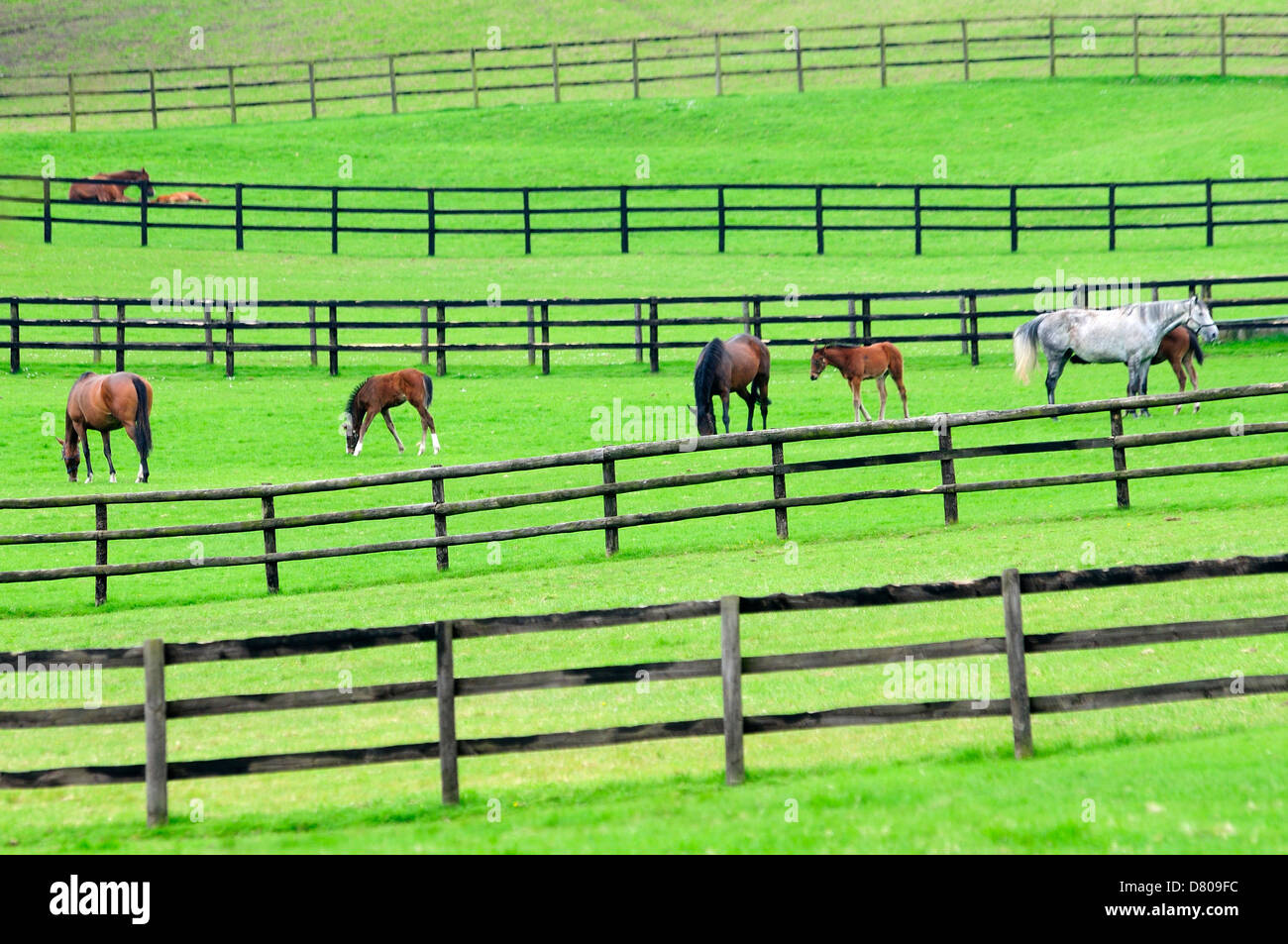 Fenced fields full of horses Stock Photo - Alamy