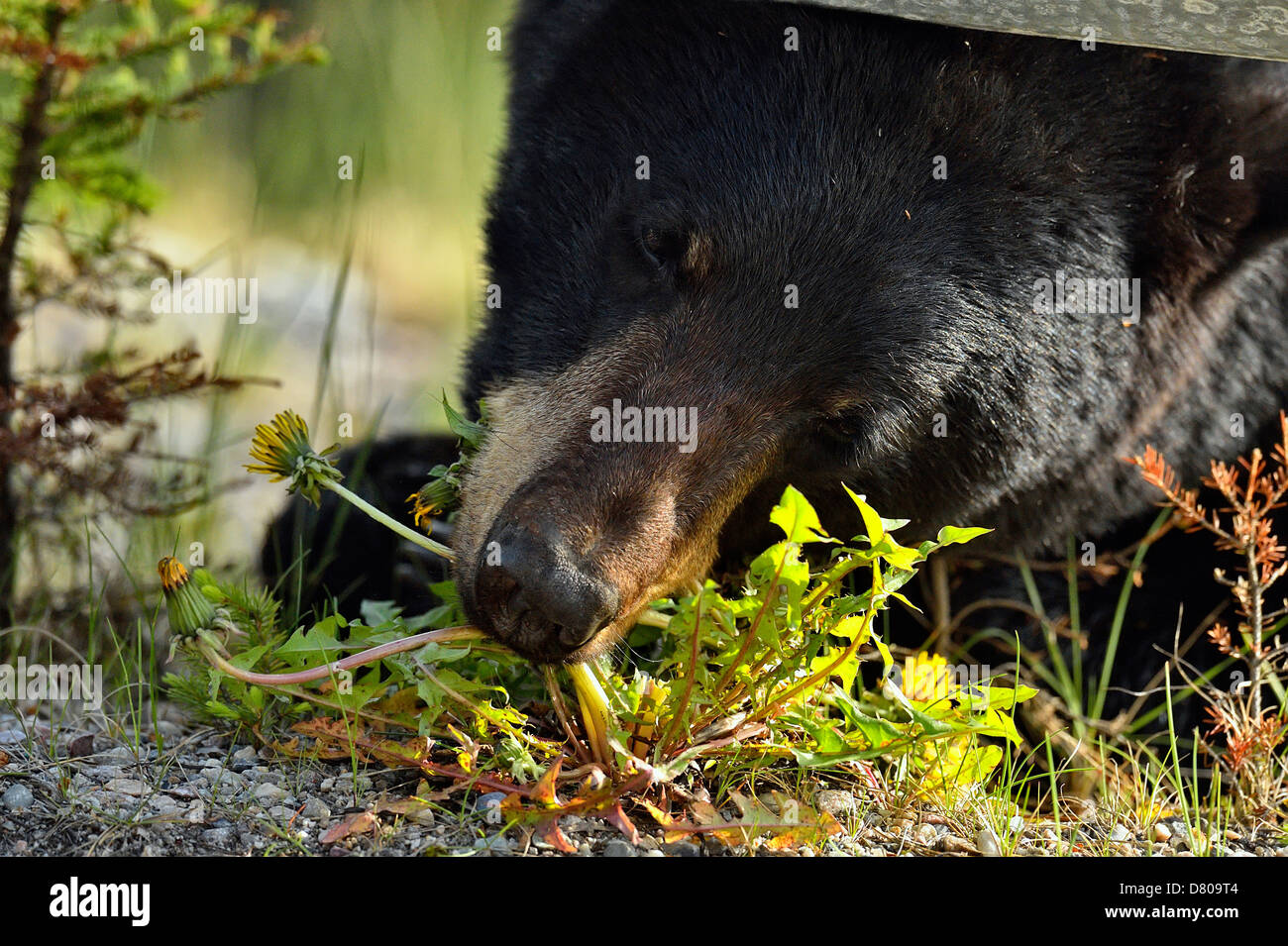 American Black bear, Ursus americanus, Foraging for roadside plants ...