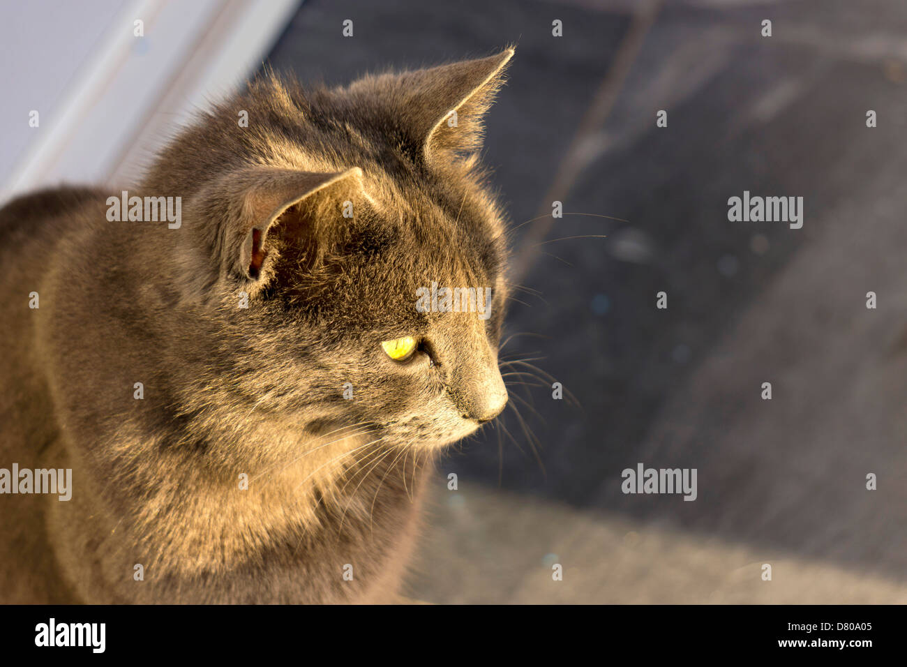 Grey eyes hi-res stock photography and images - Alamy