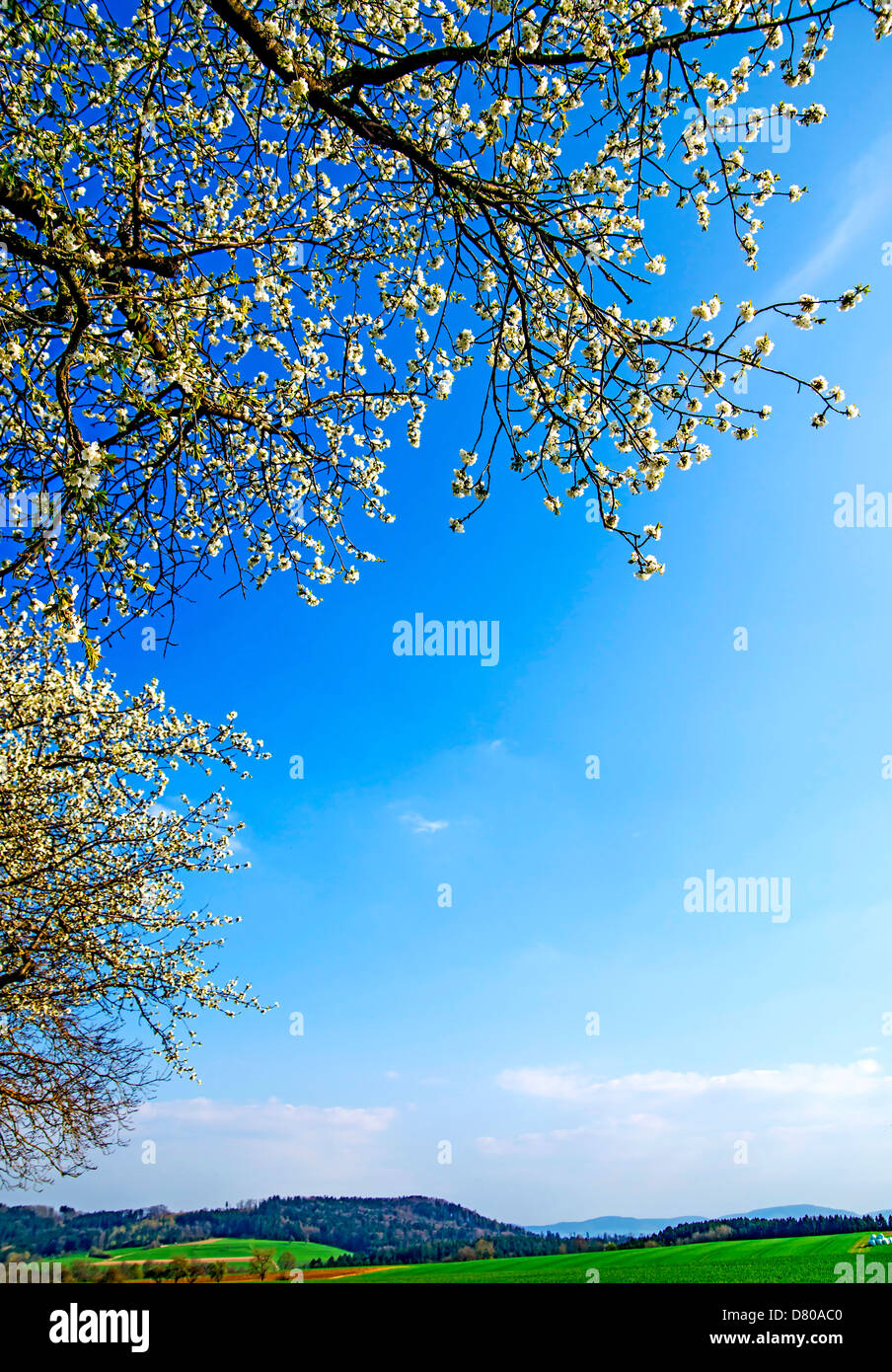 blooming pear tree with green landscape Stock Photo - Alamy
