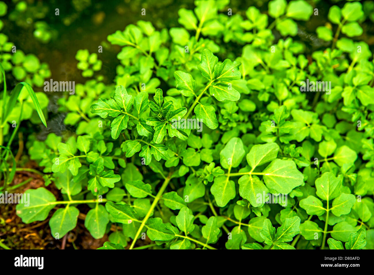 water cress, Nasturtium officinale Stock Photo - Alamy