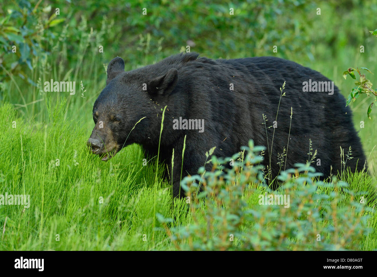 American Black bear, Ursus americanus, Foraging for roadside plants ...
