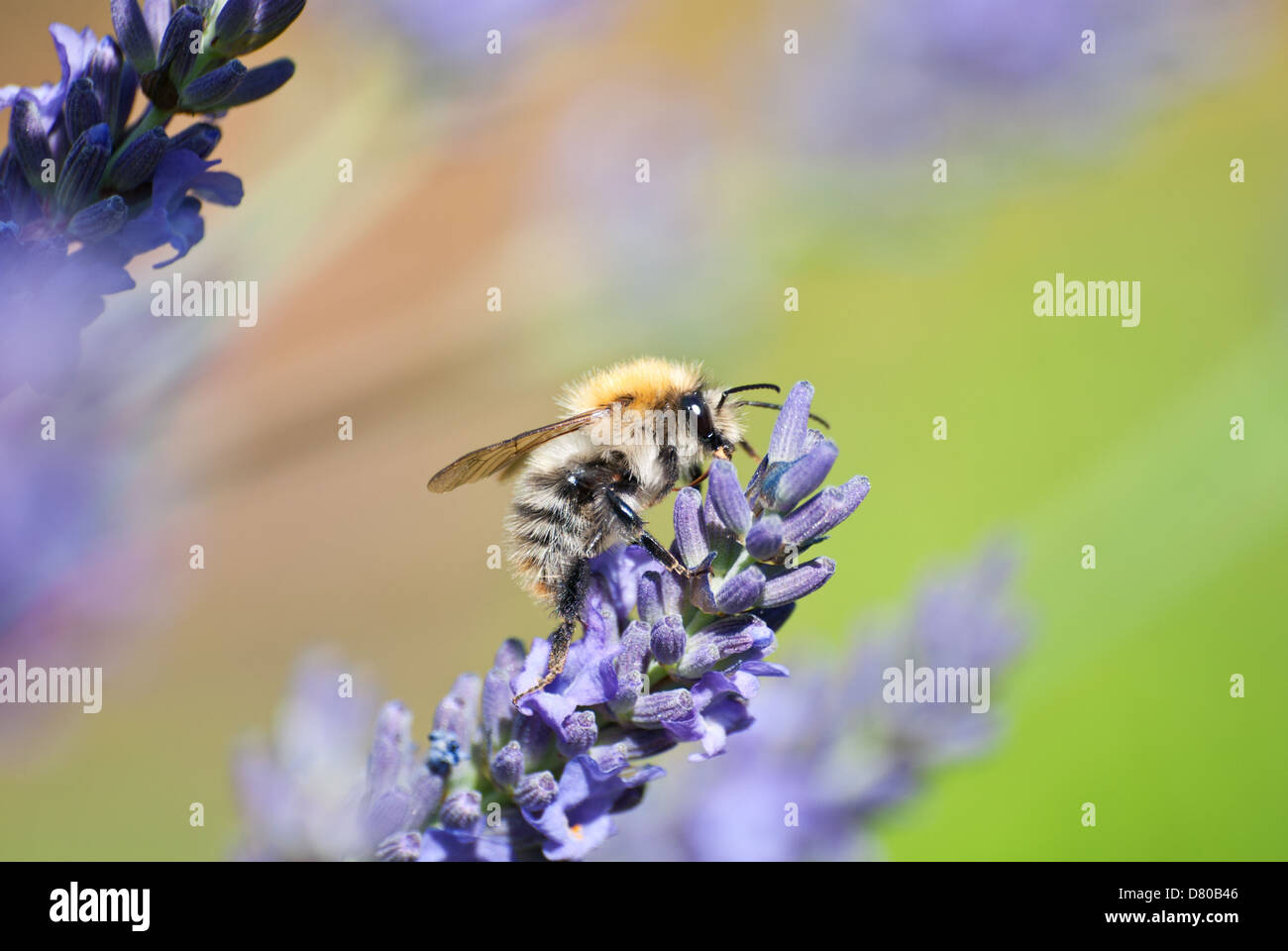 Bumble bee foraging for nectar on a lavender flower Stock Photo - Alamy