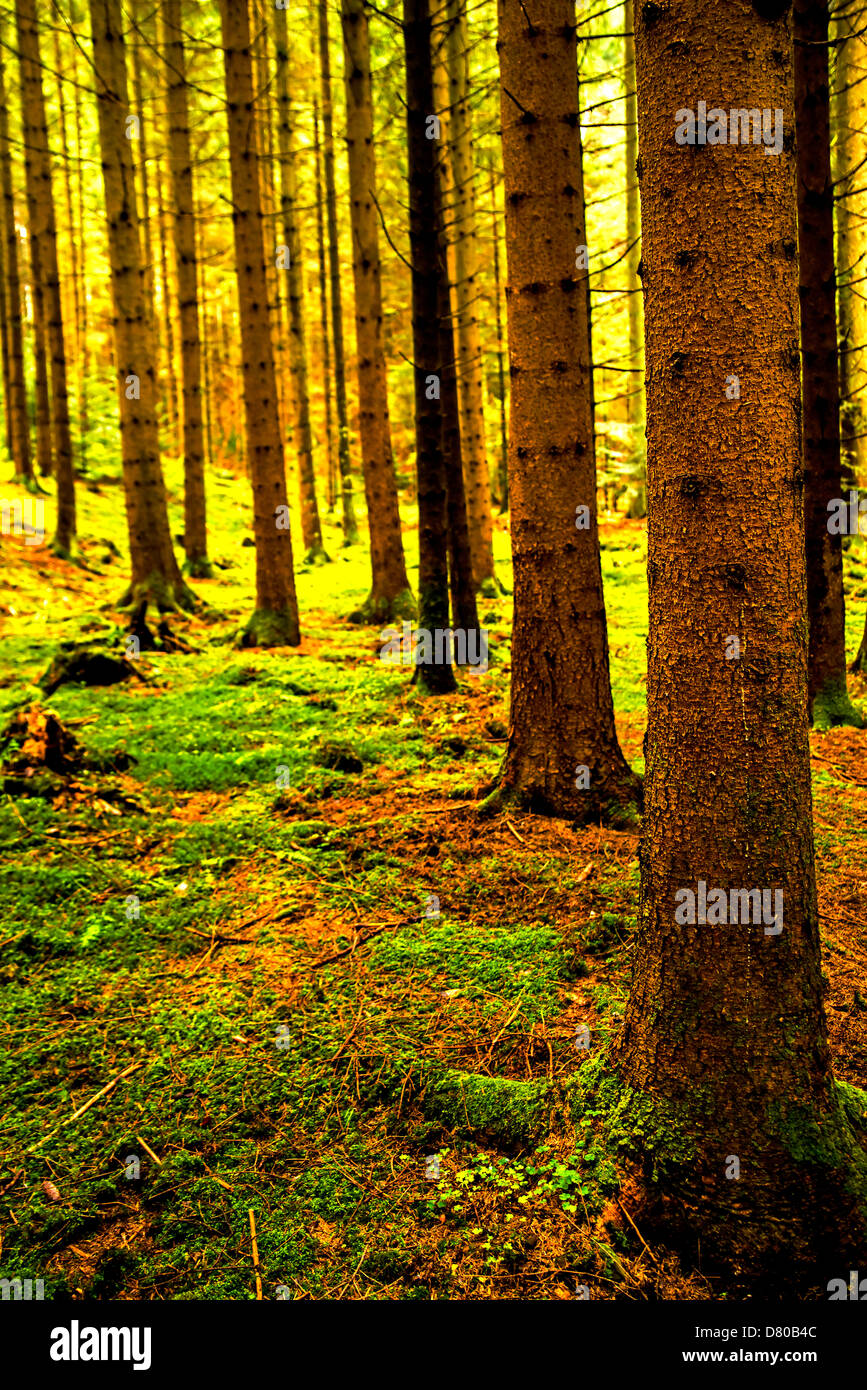 Forest in sunny spring light Stock Photo - Alamy