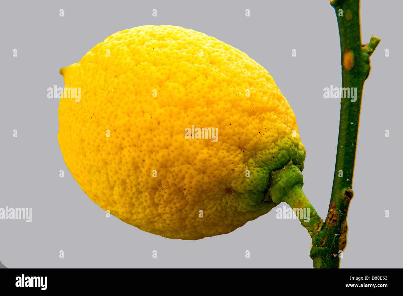citron at a tree Stock Photo - Alamy