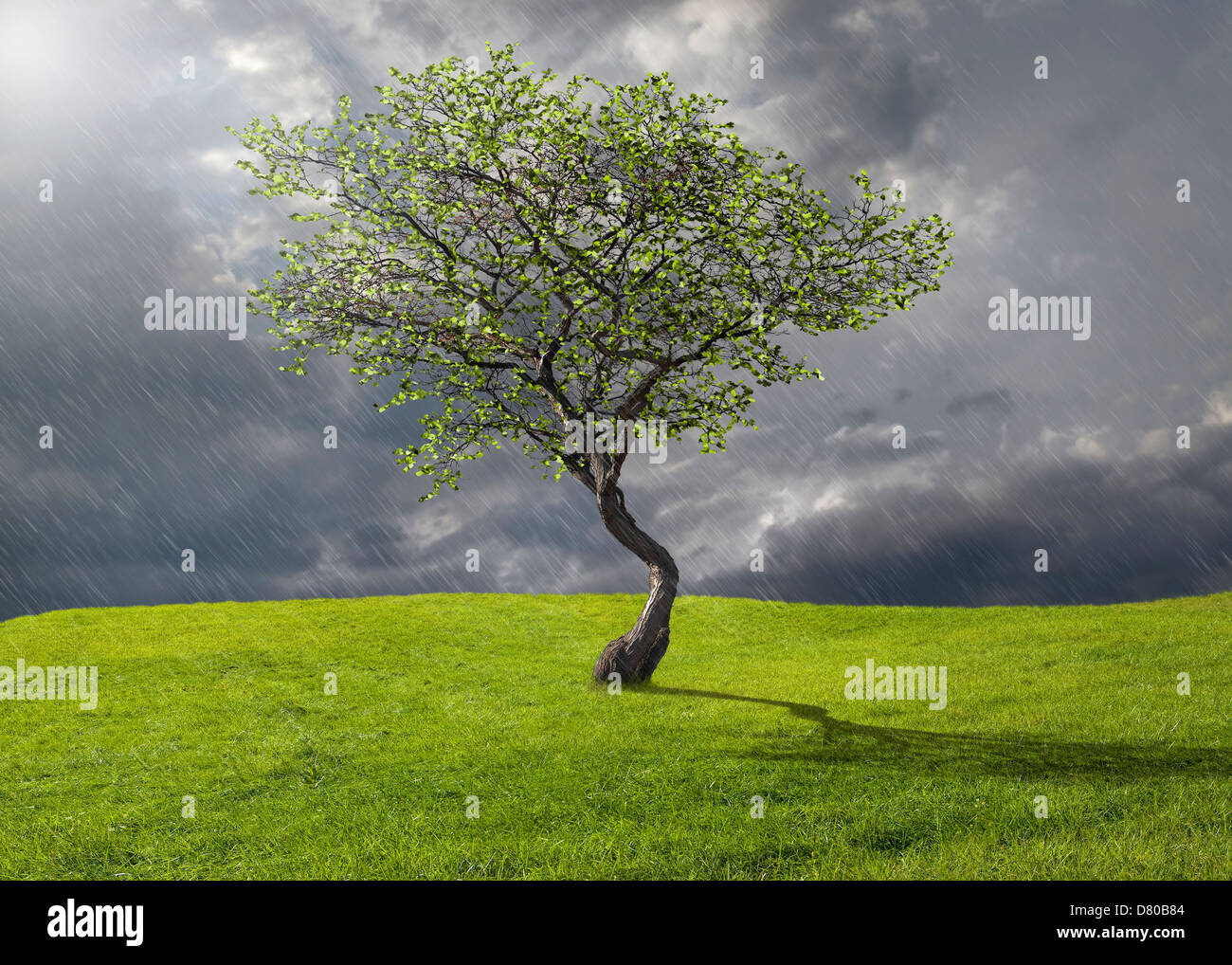 Tree growing in rural landscape Stock Photo - Alamy