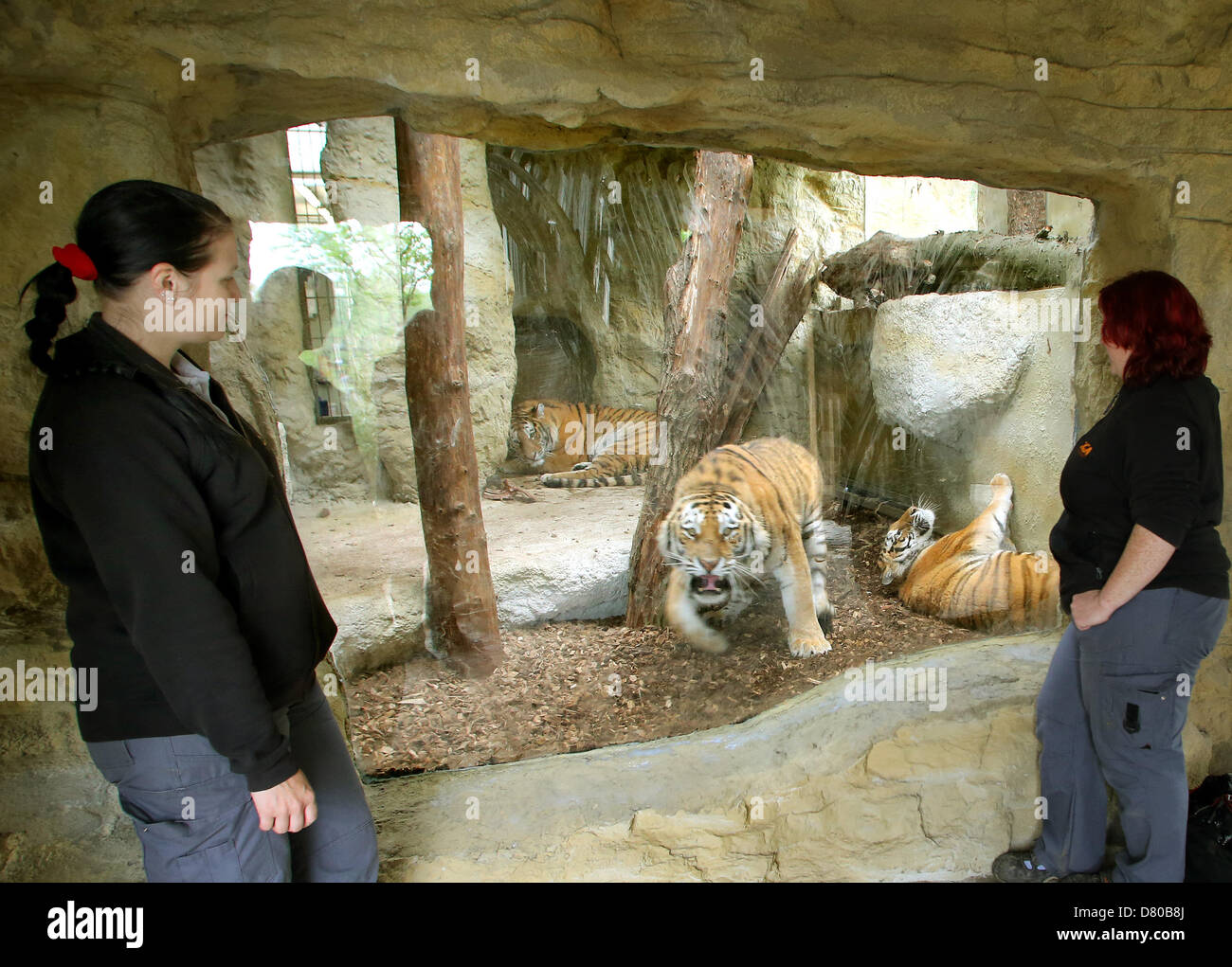 Keeper Stephanie Maercz (L) and Tanja Ruehlow look at Siberian tiger ...