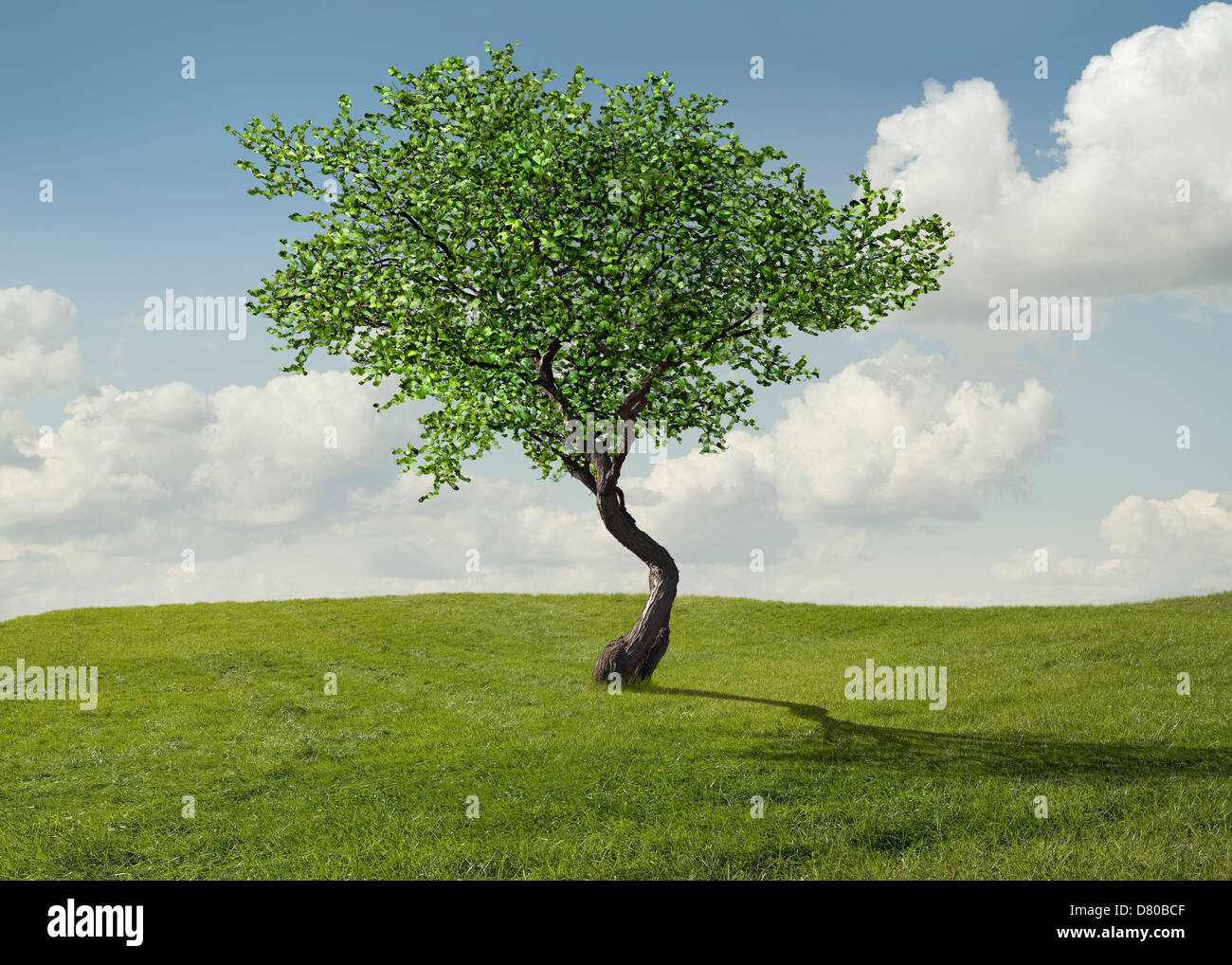 Developing tree hi-res stock photography and images - Alamy