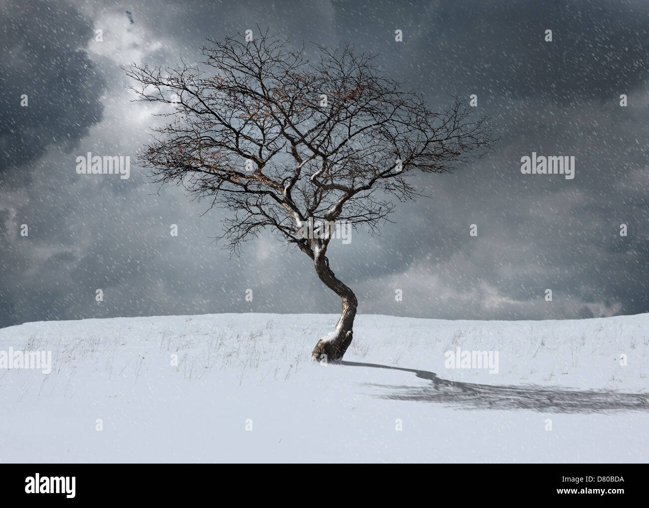 Bare tree in winter landscape Stock Photo - Alamy