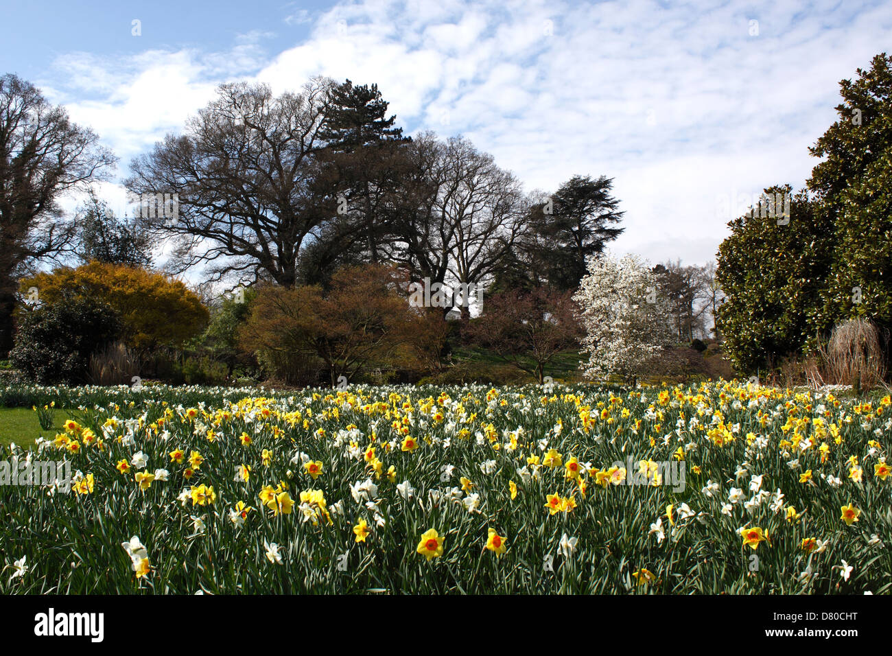 SPRING MEADOW IN FLOWER AT RHS WISLEY. SURREY UK Stock Photo - Alamy