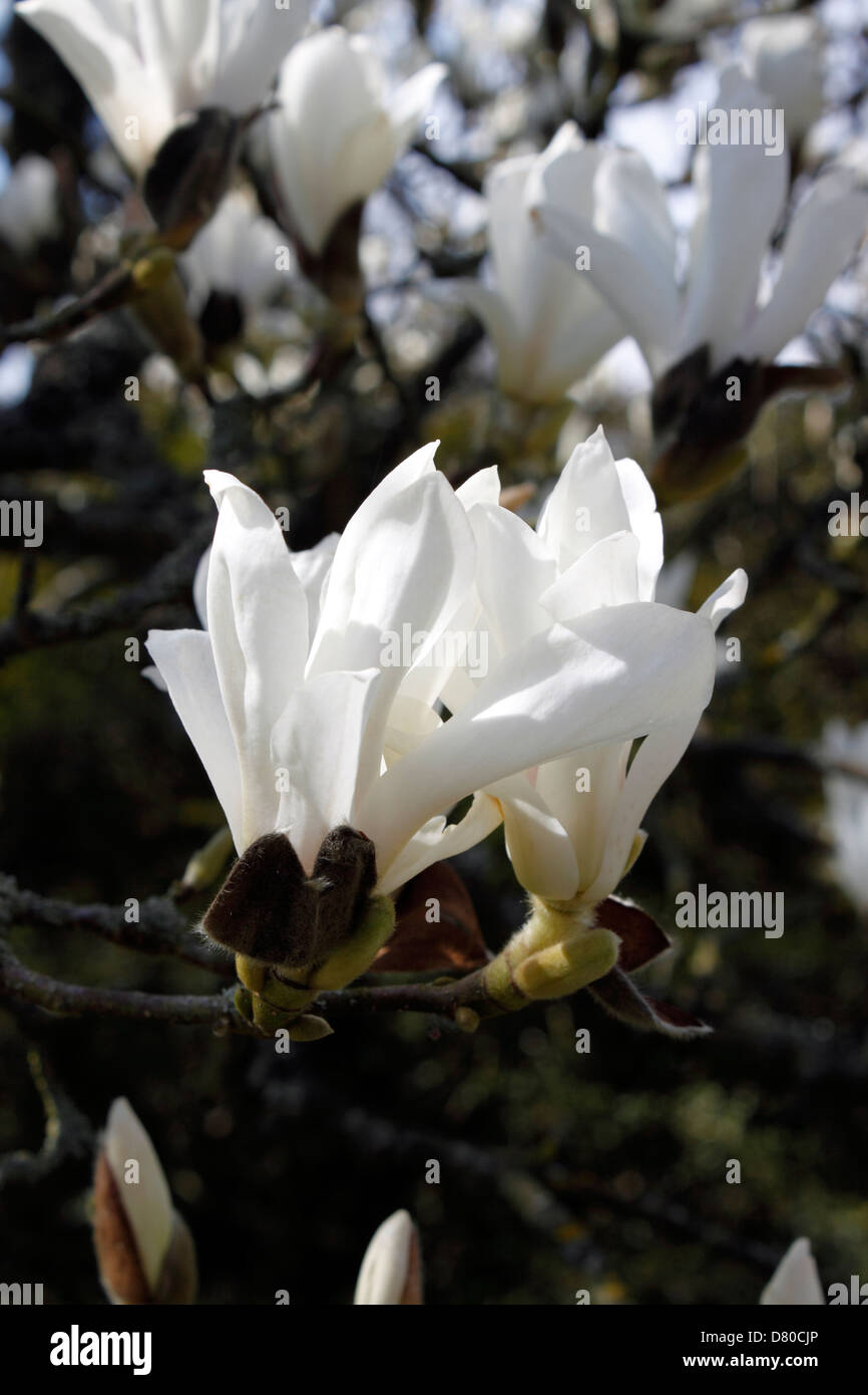 MAGNOLIA DENUDATA. LILY TREE. YULAN Stock Photo - Alamy