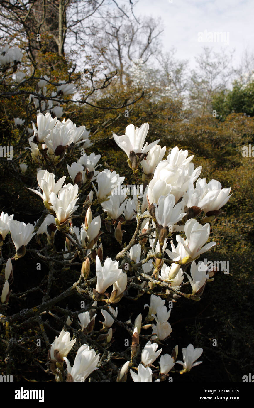 MAGNOLIA DENUDATA. LILY TREE. YULAN Stock Photo - Alamy