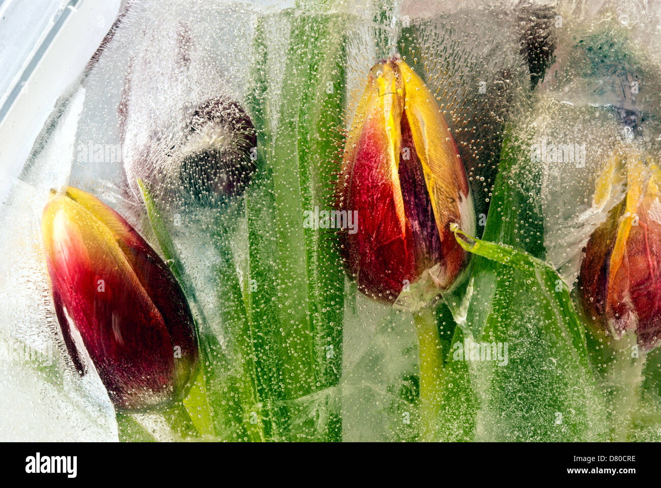 Tulips in Ice Stock Photo - Alamy