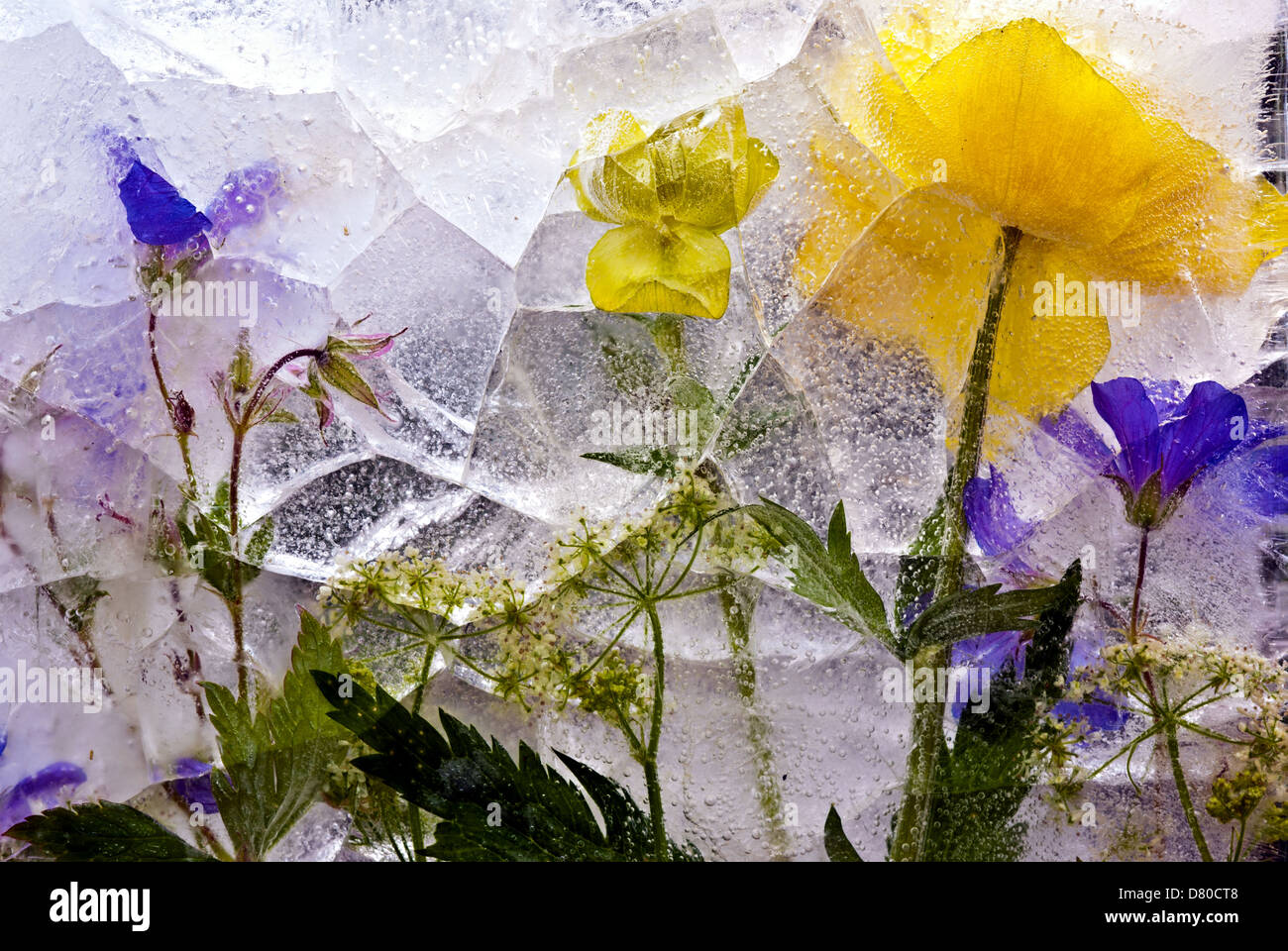 Flowers in cracked ice Stock Photo - Alamy